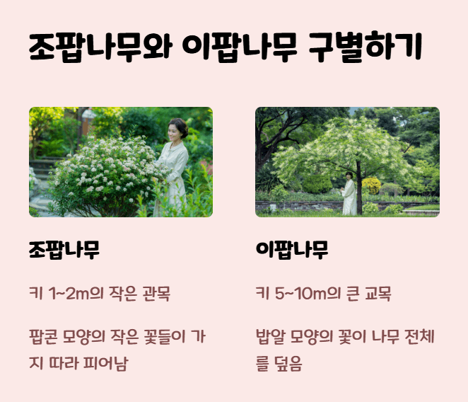조팝나무 키우기 꽃 개화시기 종류 꽃말 이팝나무 차이 삽목시기 및 방법