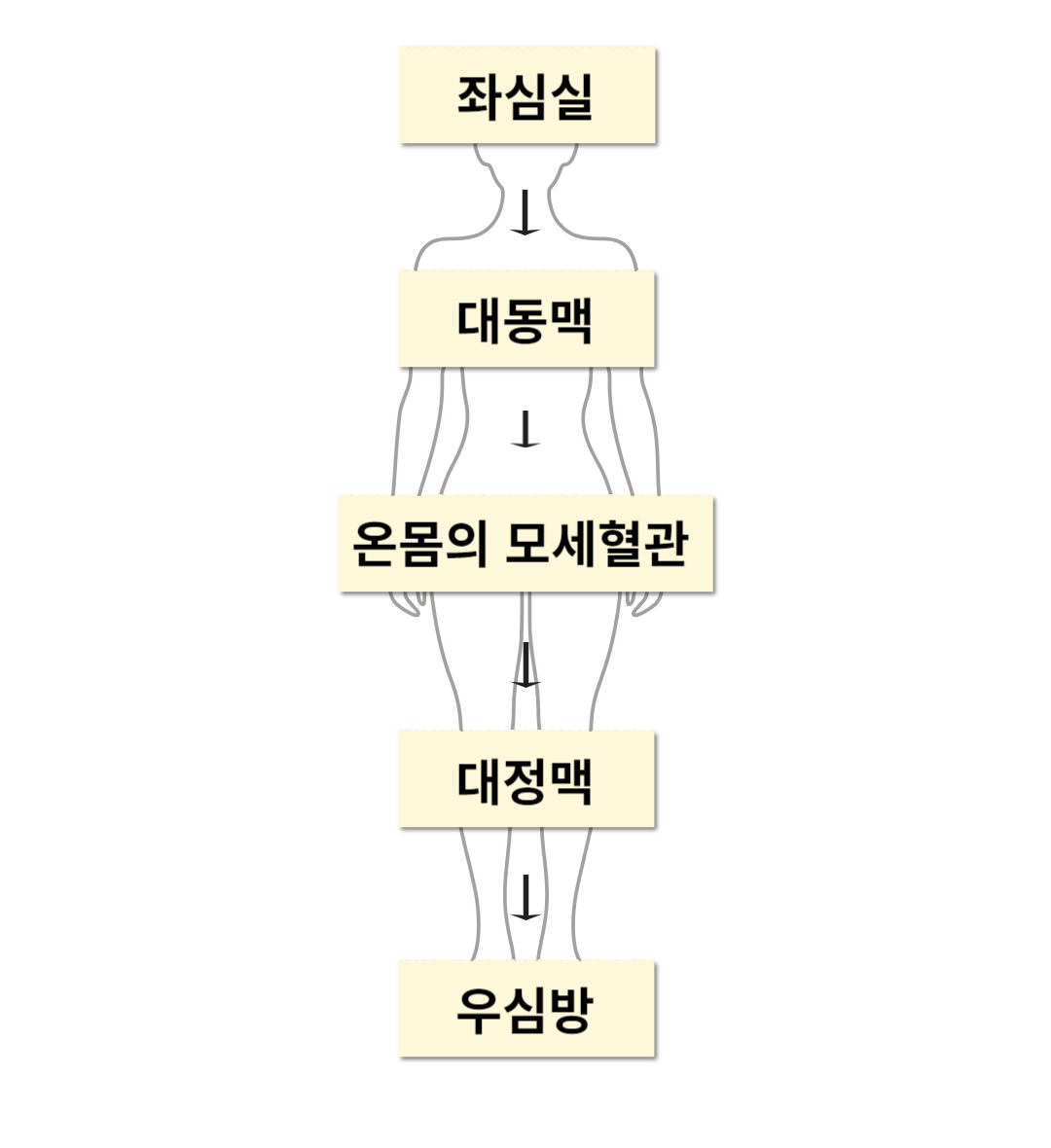 08 순환계 폐순환과 체순환 심장과 혈액혈장 혈구