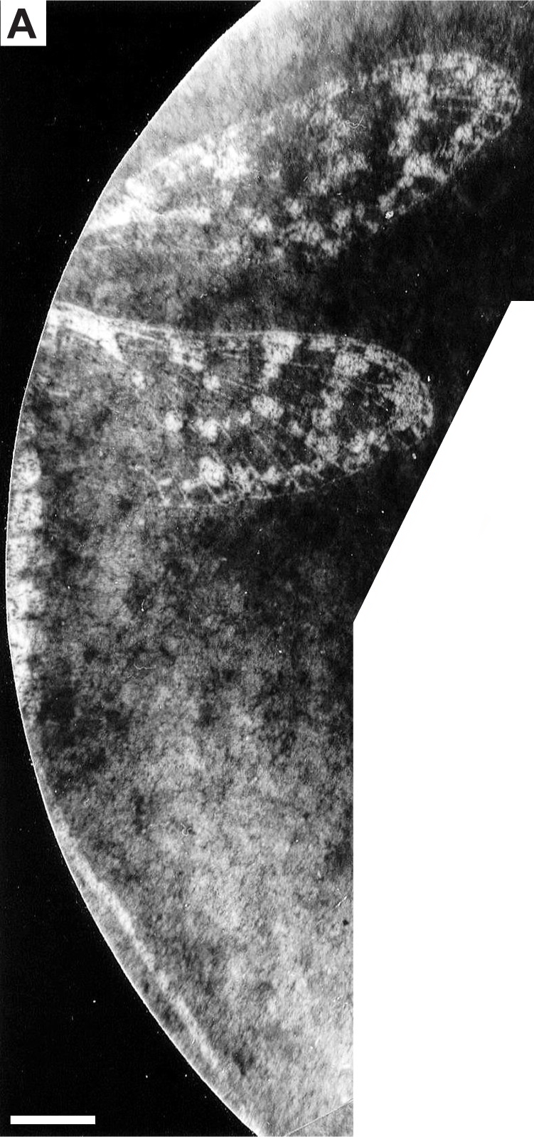 화석 기록의 부재 (1) - 곤충의 날개 진화와 미스터리