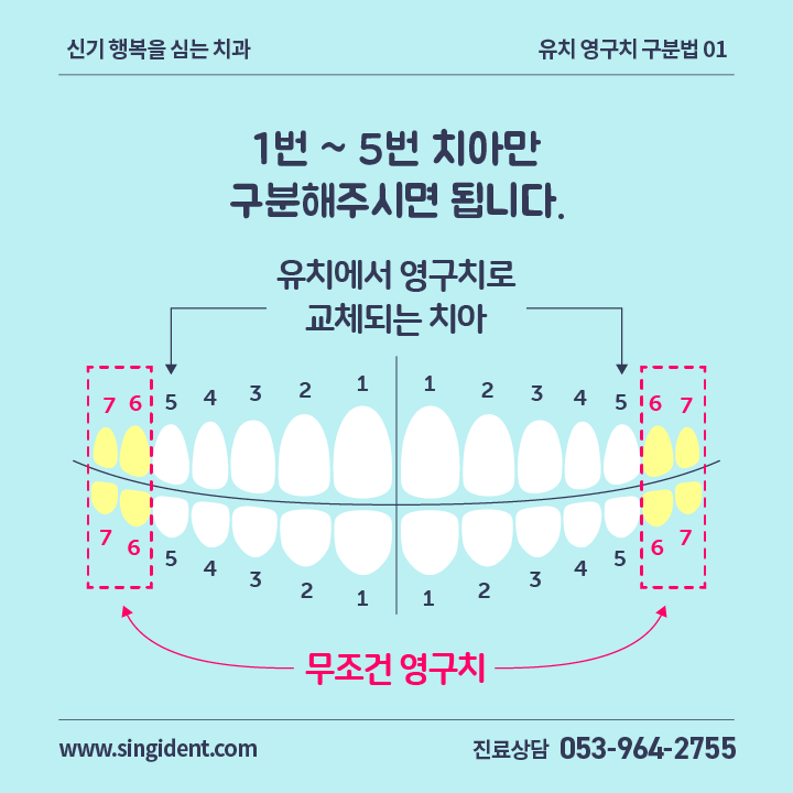 집에서 유치 영구치 구별하는 방법 4가지 신기행복을심는치과 건강정보