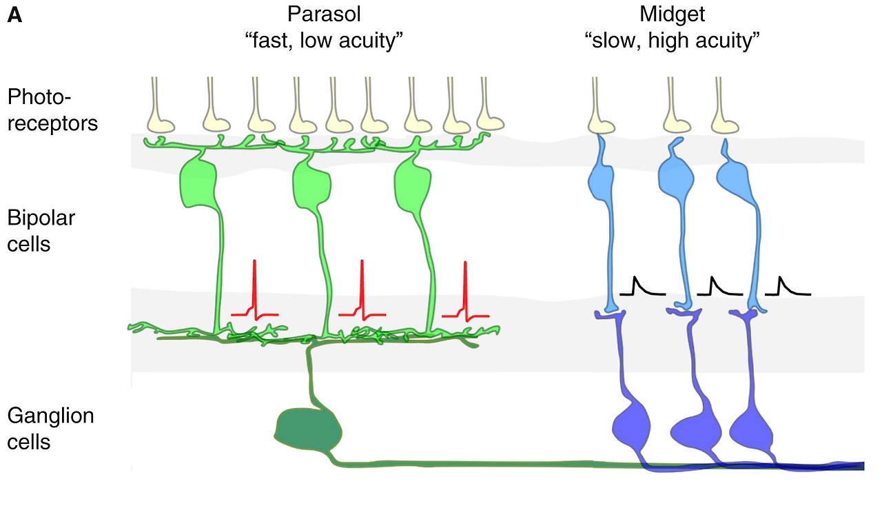 신경절세포 Ganglion Cell 의 종류 : M cell 및 P cell