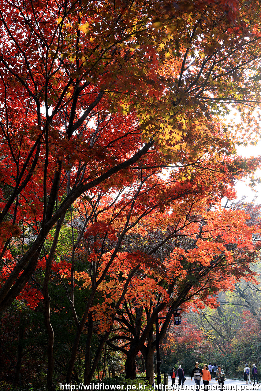 남산 북측 순환 산책로 야외식물원 단풍 And 김건희 특검 윤석열 퇴진탄핵 14차 촛불대행진 참석 2022 11 12