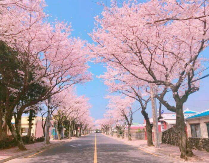 제주도 벚꽃 명소 베스트 5 벚꽃시기 만개시기 맛집 벚꽃길 드라이브 코스