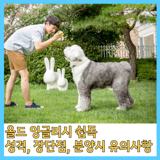 올드 잉글리시 쉽독 성격 장단점 분양시 유의사항