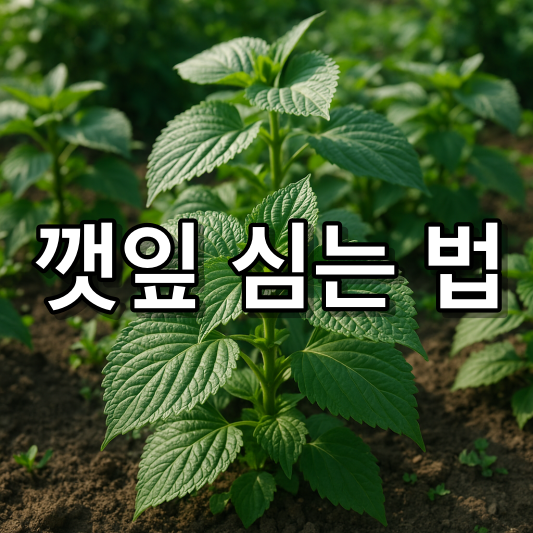 품종에 따른 들깨파종시기 모종심기와 수확시기 재배 방법 총 정리