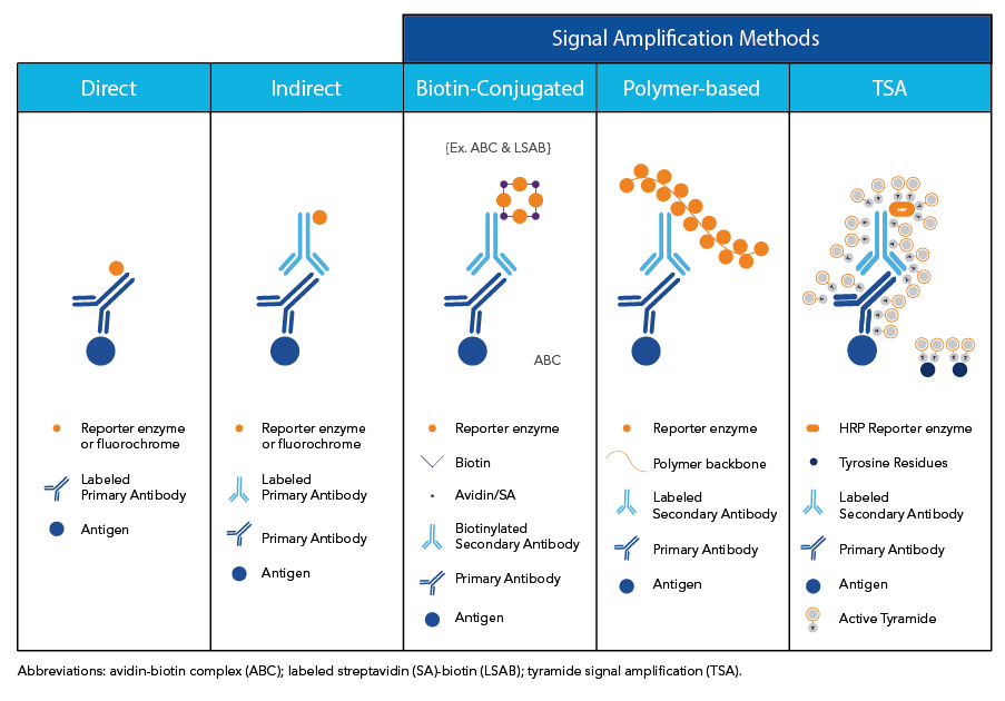 [ELISA] Biotin을 이용한 signal 증폭 (Biotin Signal Amplification)