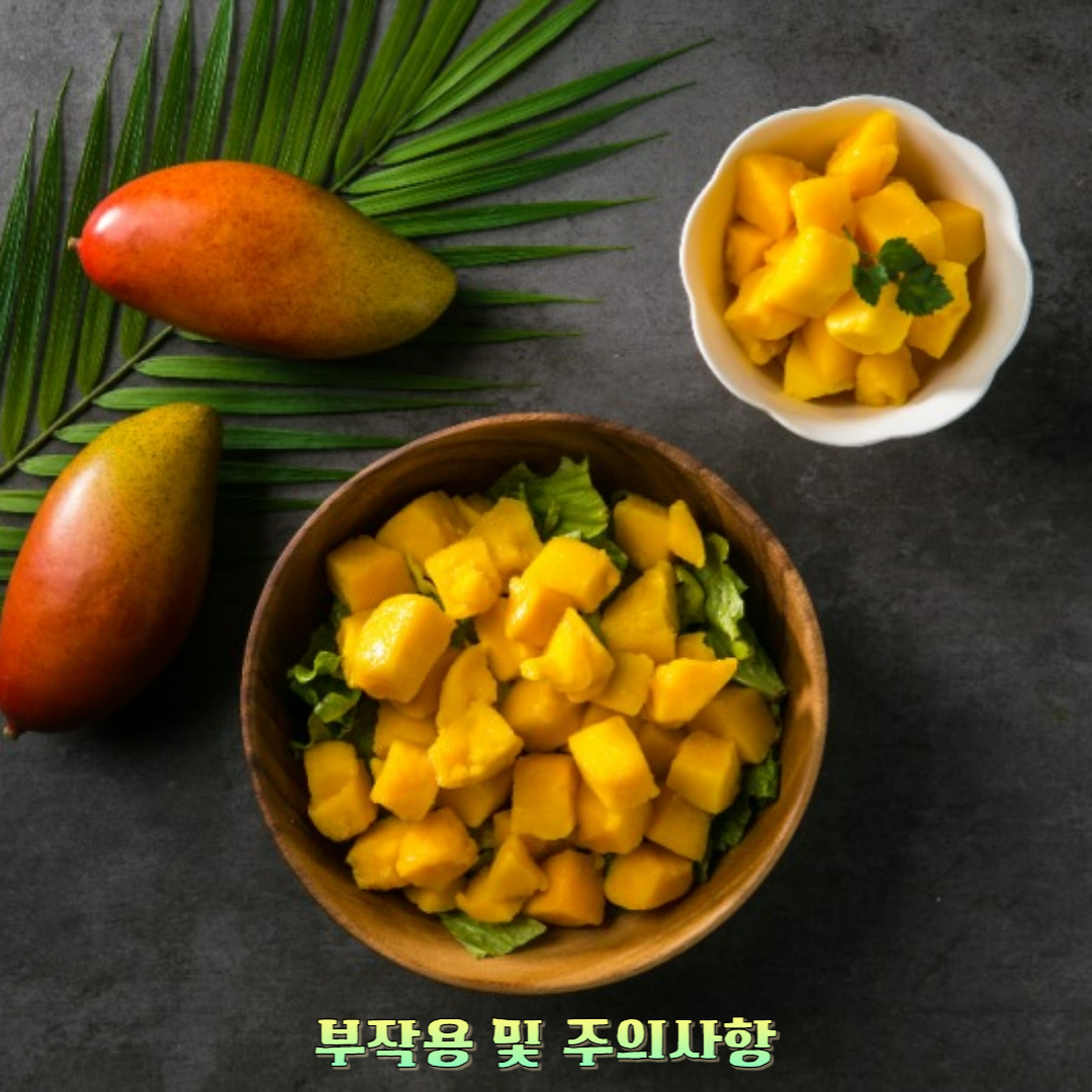 애플망고 효능 영양성분 고르는 법 부작용