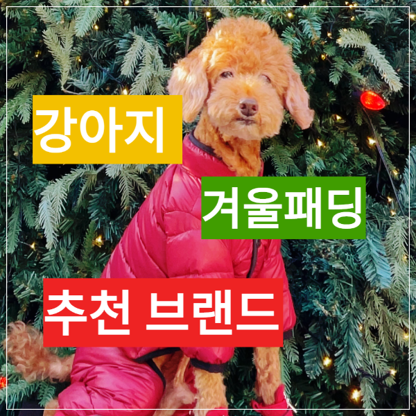 퍼피엔젤 강아지 패딩 Xl 구매 후기 겨울철 보온성과 스타일 모두 만족