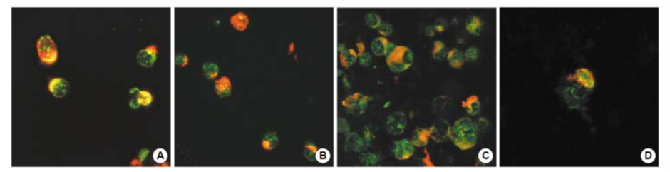 쉽게 할 수 있는 ICC staining 실험 - 세포 표면 단백질 염색 방법