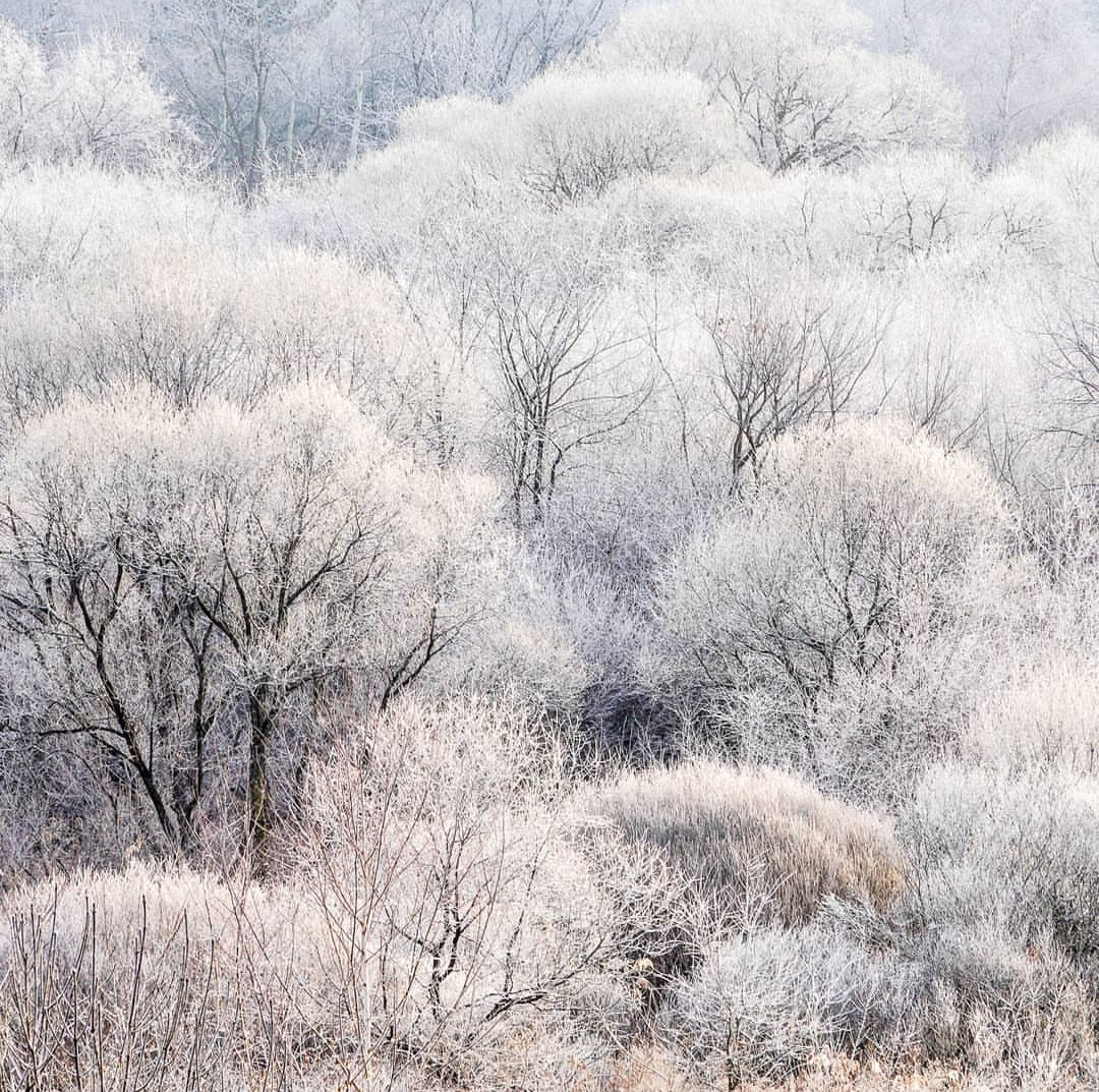 국내 순백의 겨울 여행지 원대리 자작나무 숲