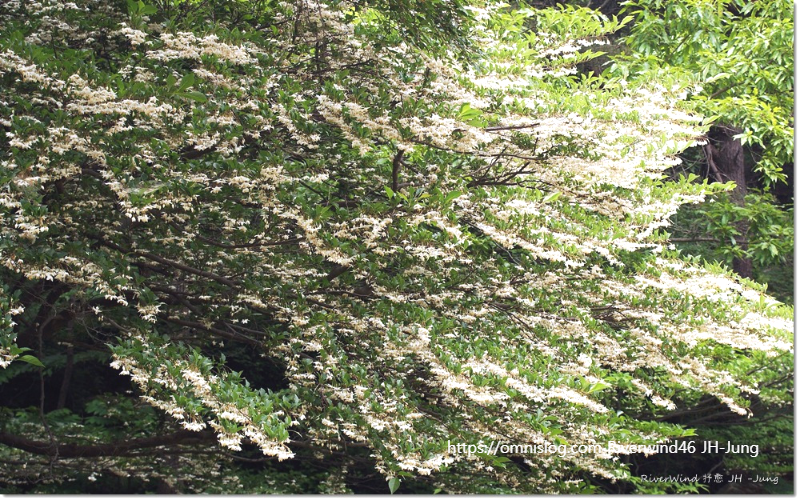 때죽나무,매마등(買麻藤),스노벨 트리(Snowbell tree).