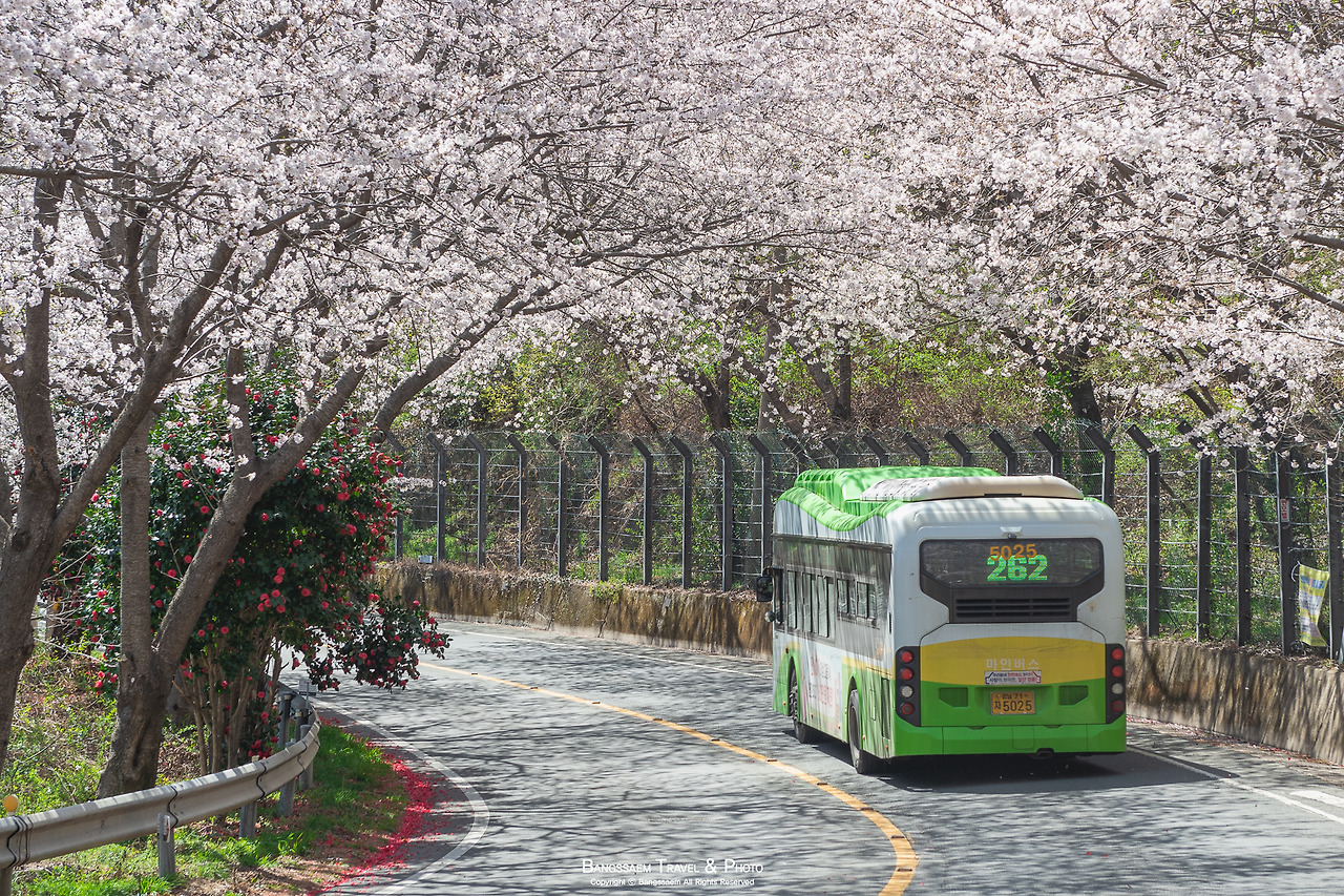 마산 가포 덕동 벚꽃길 벚꽃 동백꽃의 조화가 환상이다 벚꽃명소 추천