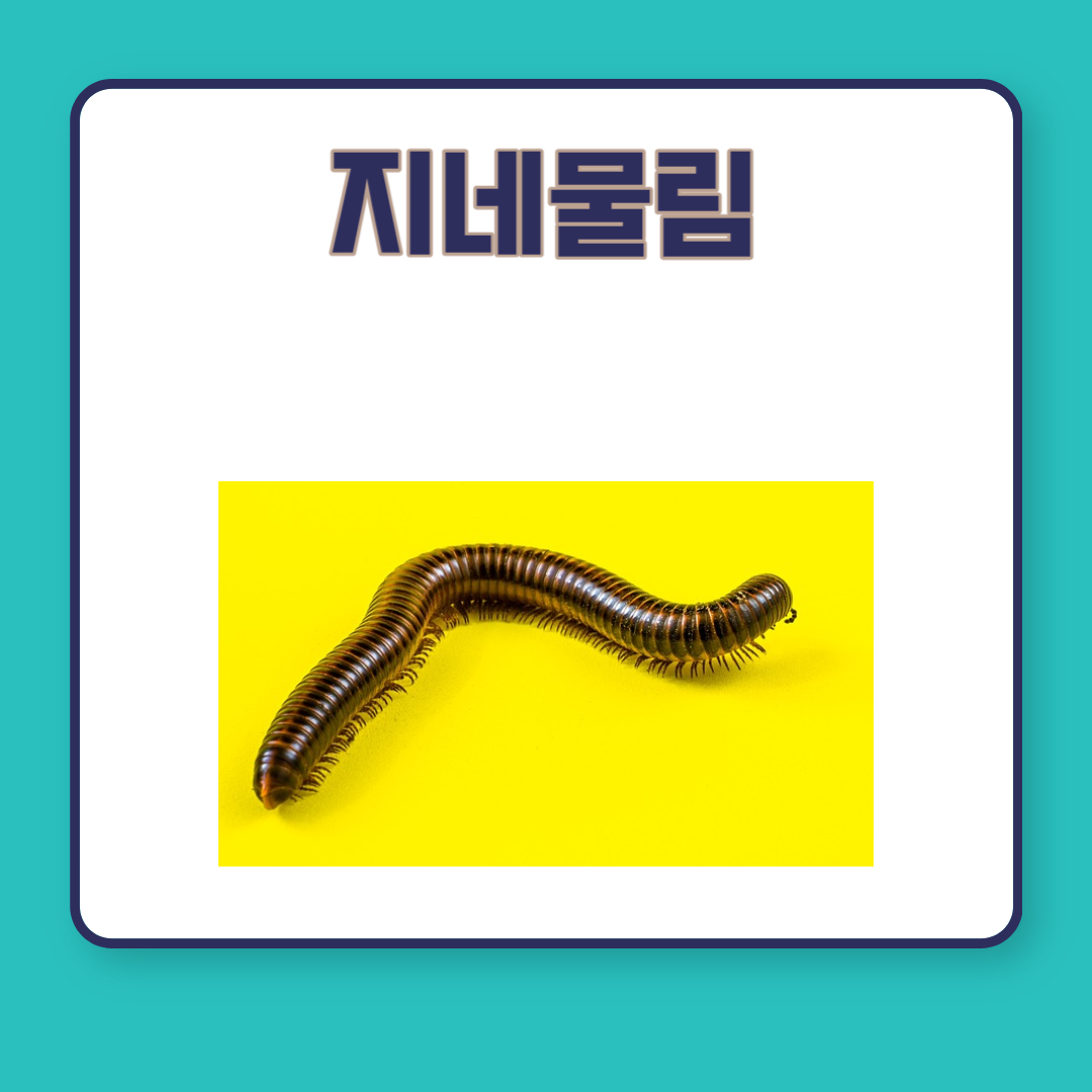 여름철 벌레에 물렸을때 지네물림 모기물림 대처법 치료법 알아보기
