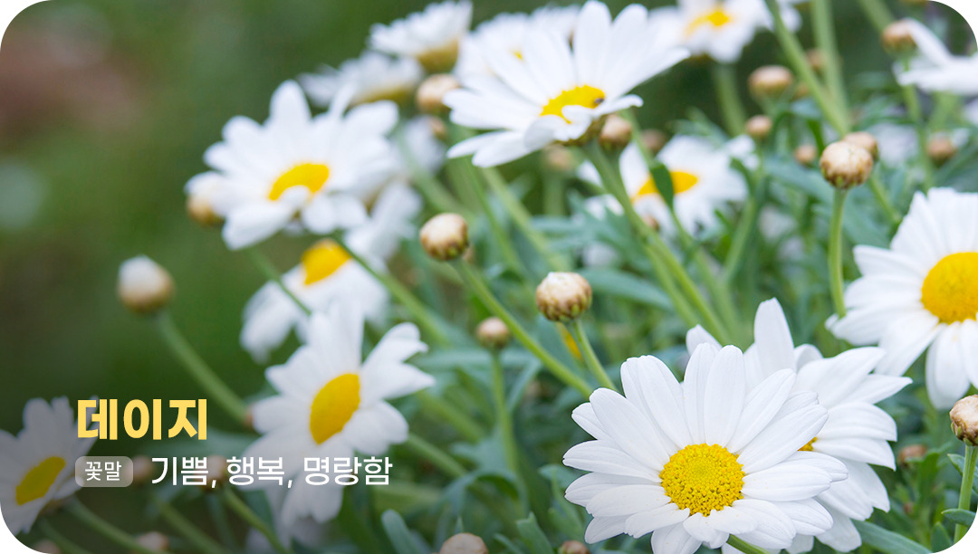 프리지아 꽃말은 꽃말로 본 졸업식 생화 꽃다발 추천