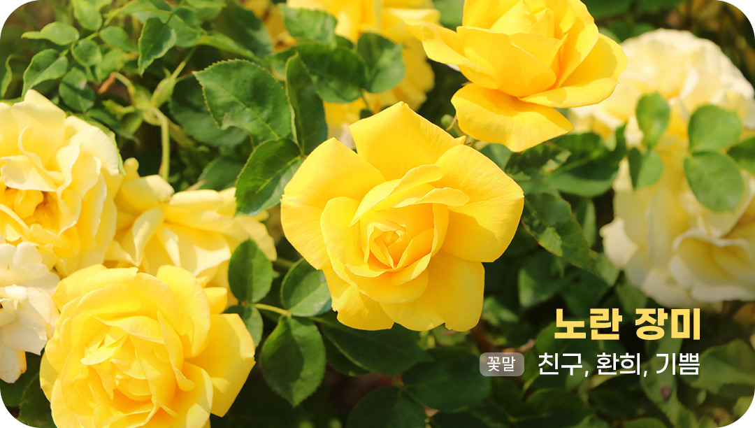프리지아 꽃말은 꽃말로 본 졸업식 생화 꽃다발 추천