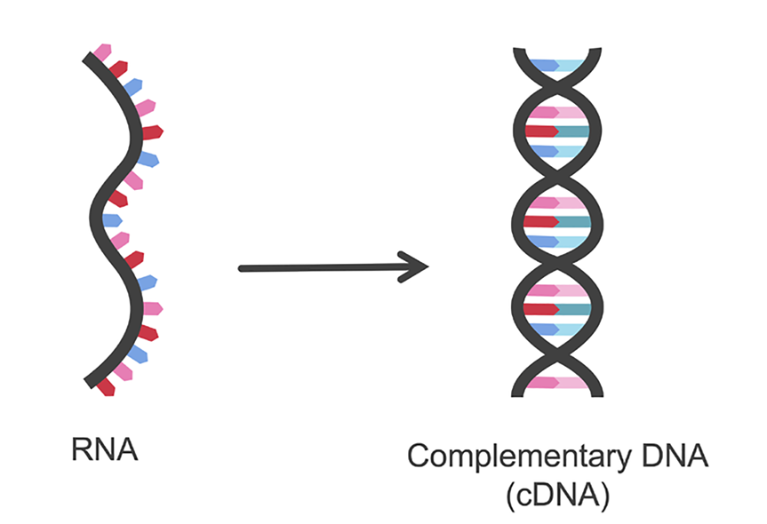 PCR(Polymerase Chain Reaction)의 원리 (2)