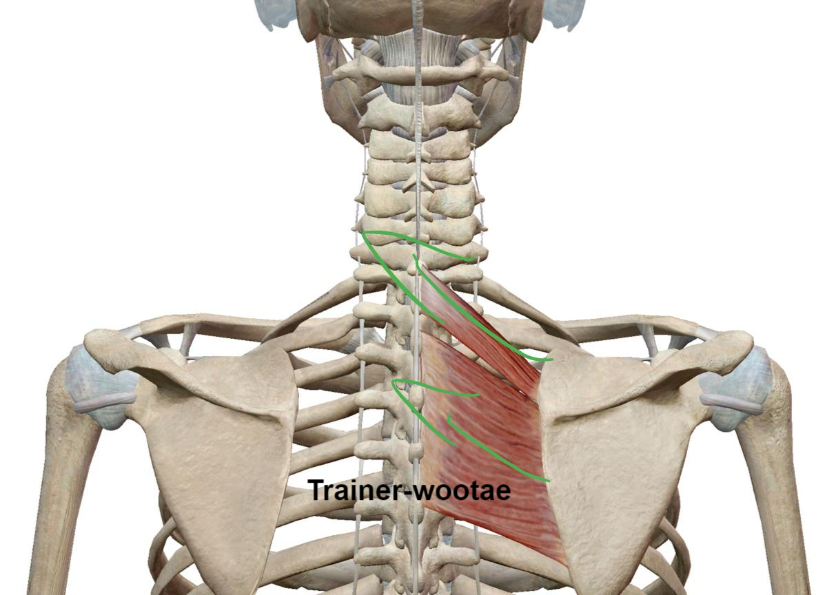 13. 능형근(Rhomboides) [알면 이득 모르면 손해]