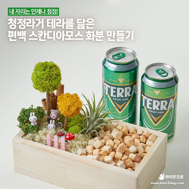내 자리는 언제나 청정 청정라거 테라를 닮은 편백 스칸디아모스 화분 만들기