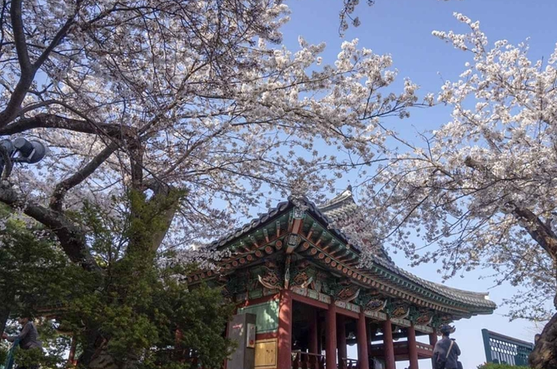 제주 vs 강릉, 4월 어디가 더 좋을까?