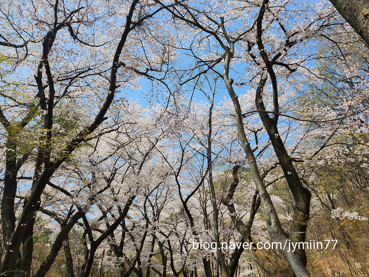 공주 계룡산 동학사 벚꽃