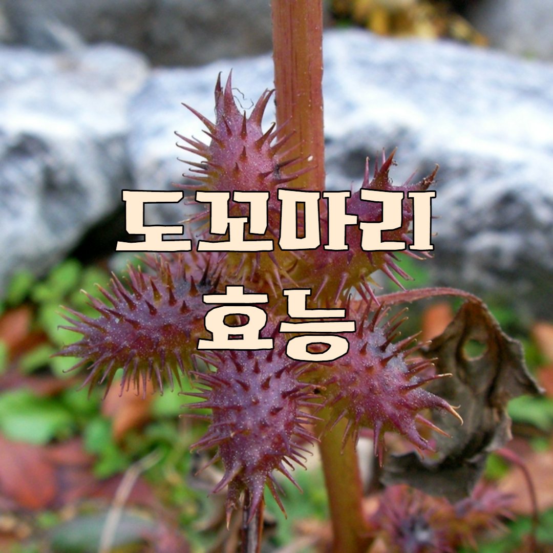 비염에 좋은 도꼬마리 창이자 효능 성분 먹는방법 부작용