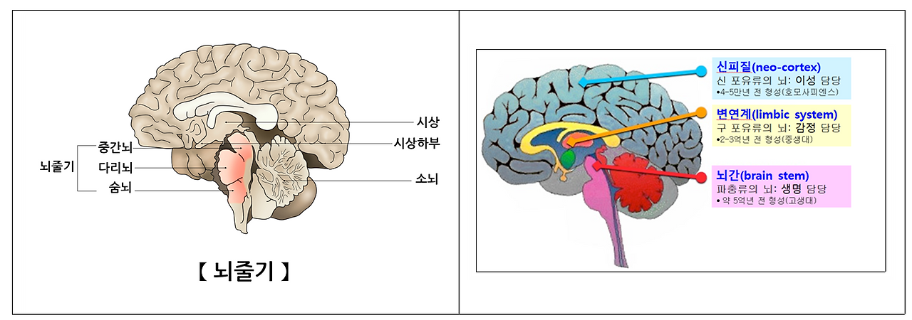 인간 뇌 구조와 스토리텔링 관계