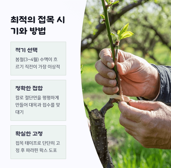 매실나무 키우기 가지치기 및 병충해 방제 시기 꽃 열매 접목 및 묘목 심는 방법