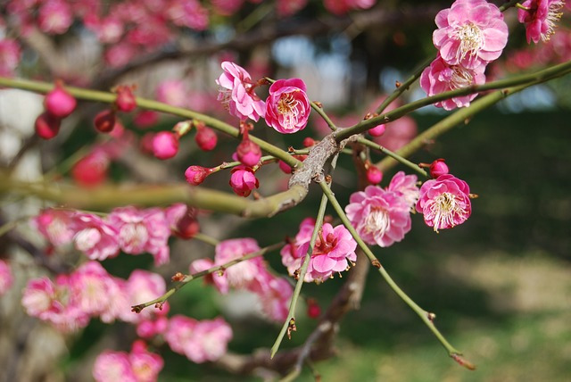 2025 광양 매화축제 일정 And 개화 시기 총정리 🌸