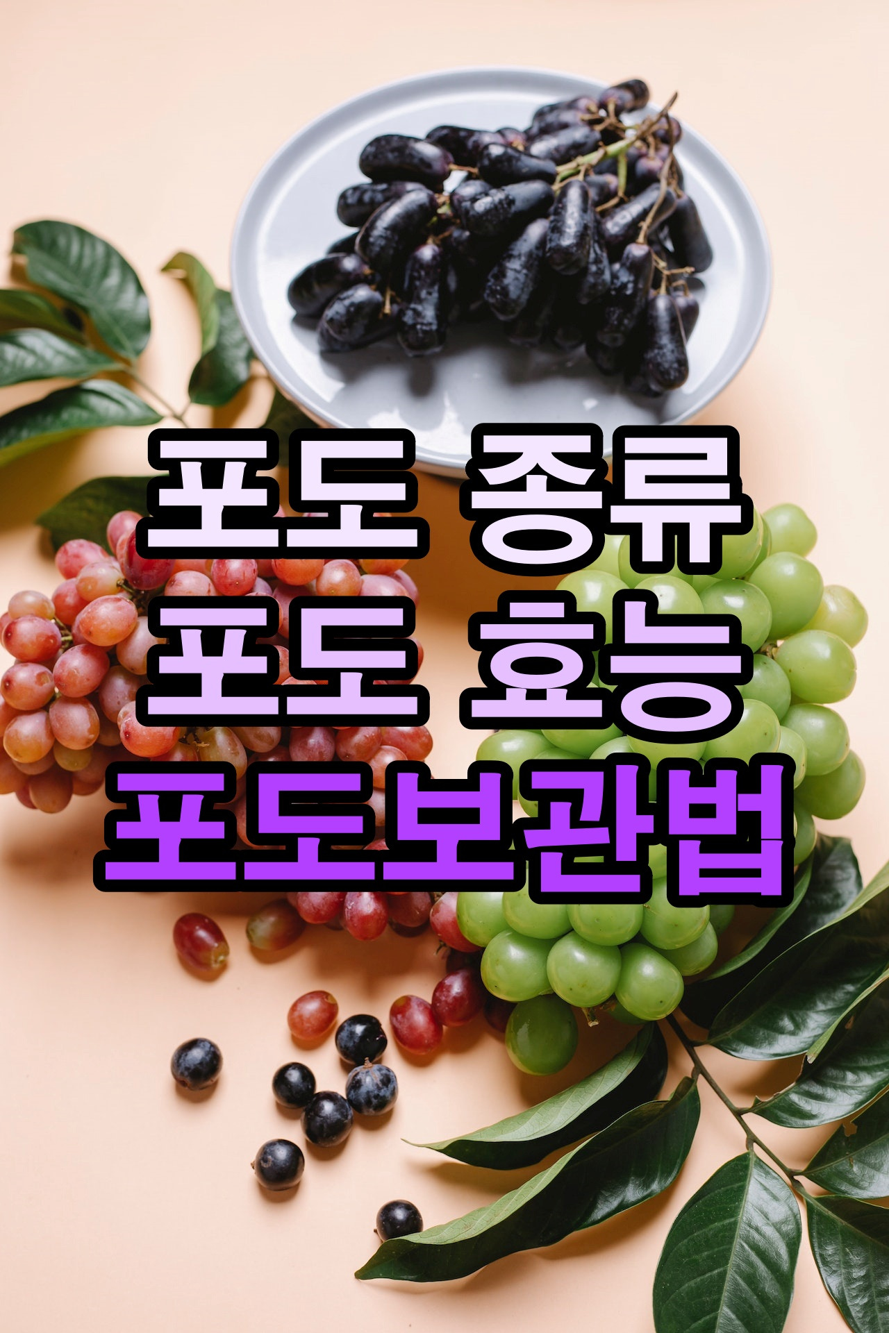 캠벨 블랙사파이어 샤인머스켓 등 포도 종류와 포도의 효능포도보관법