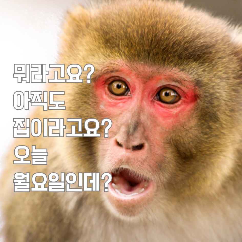 월요일 아침 인사말 이미지 문구 모음