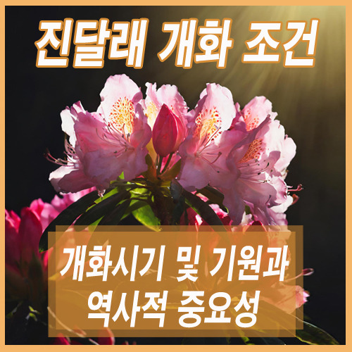 진달래 개화 조건 개화시기 및 기원과 역사적 중요성