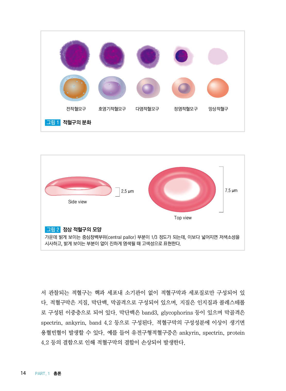누구나 할 수 있는 빈혈의 진단과 치료