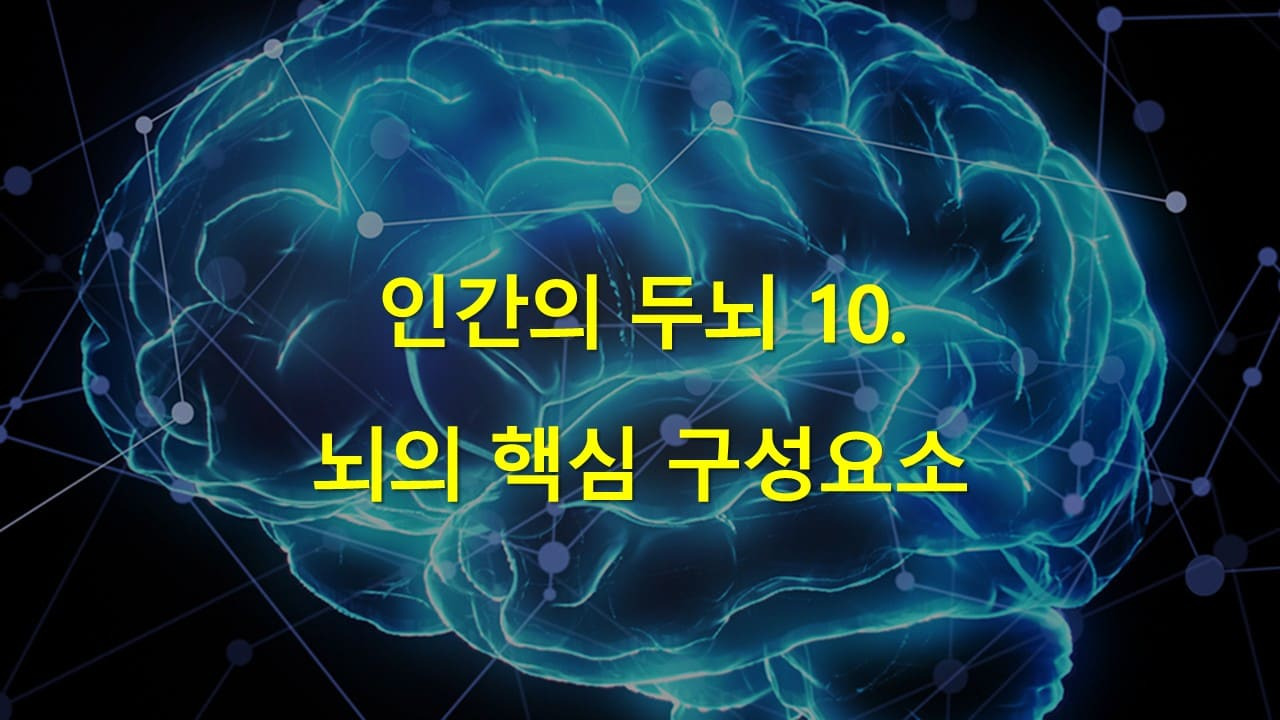 인간의 두뇌 10 뇌의 핵심 구성요소 뉴런과 신경교세포의 상호작용과 기능적 중요성