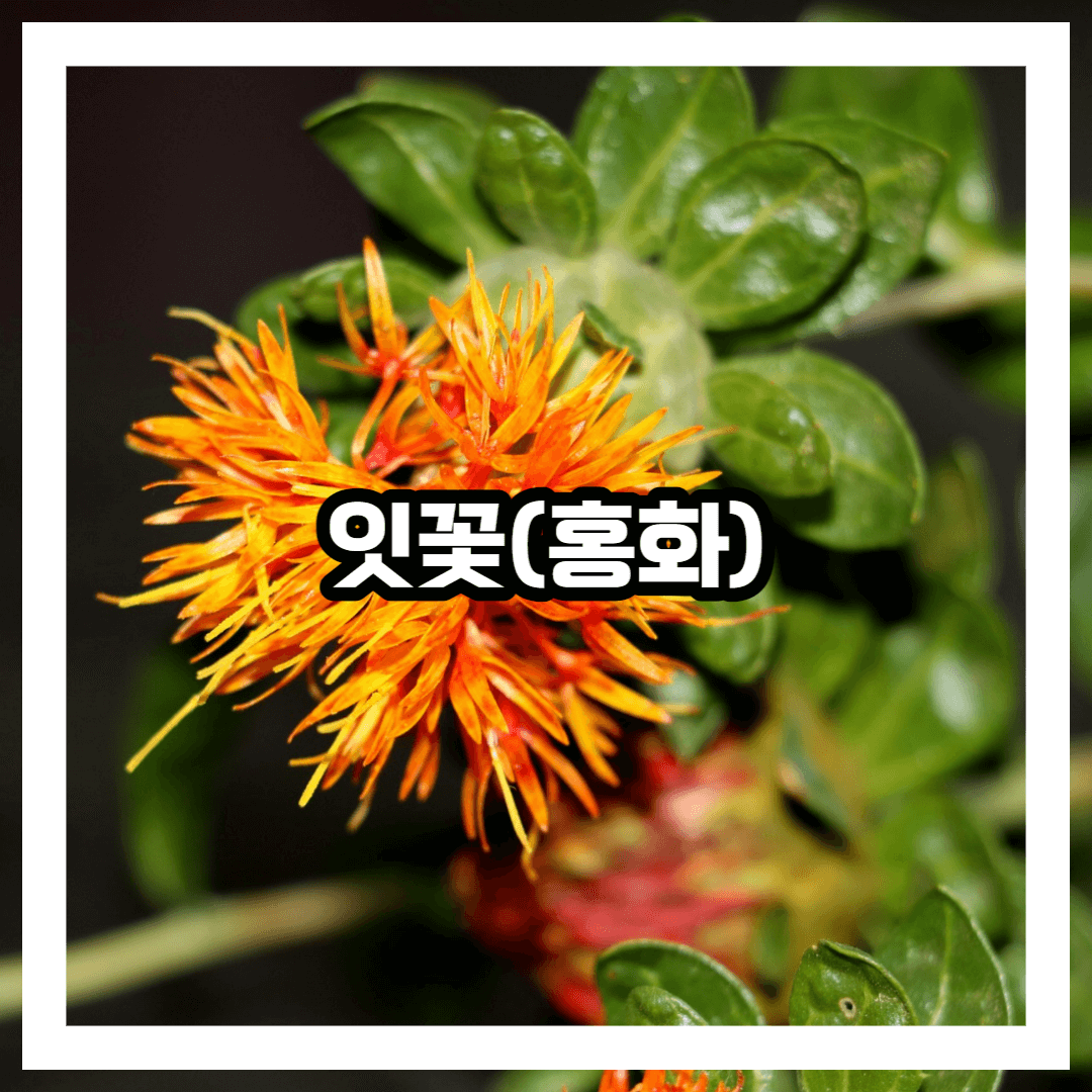 잇꽃 생김새 특징 성분 효능 이용법 채취법 부작용 한꺼번에 알아보자