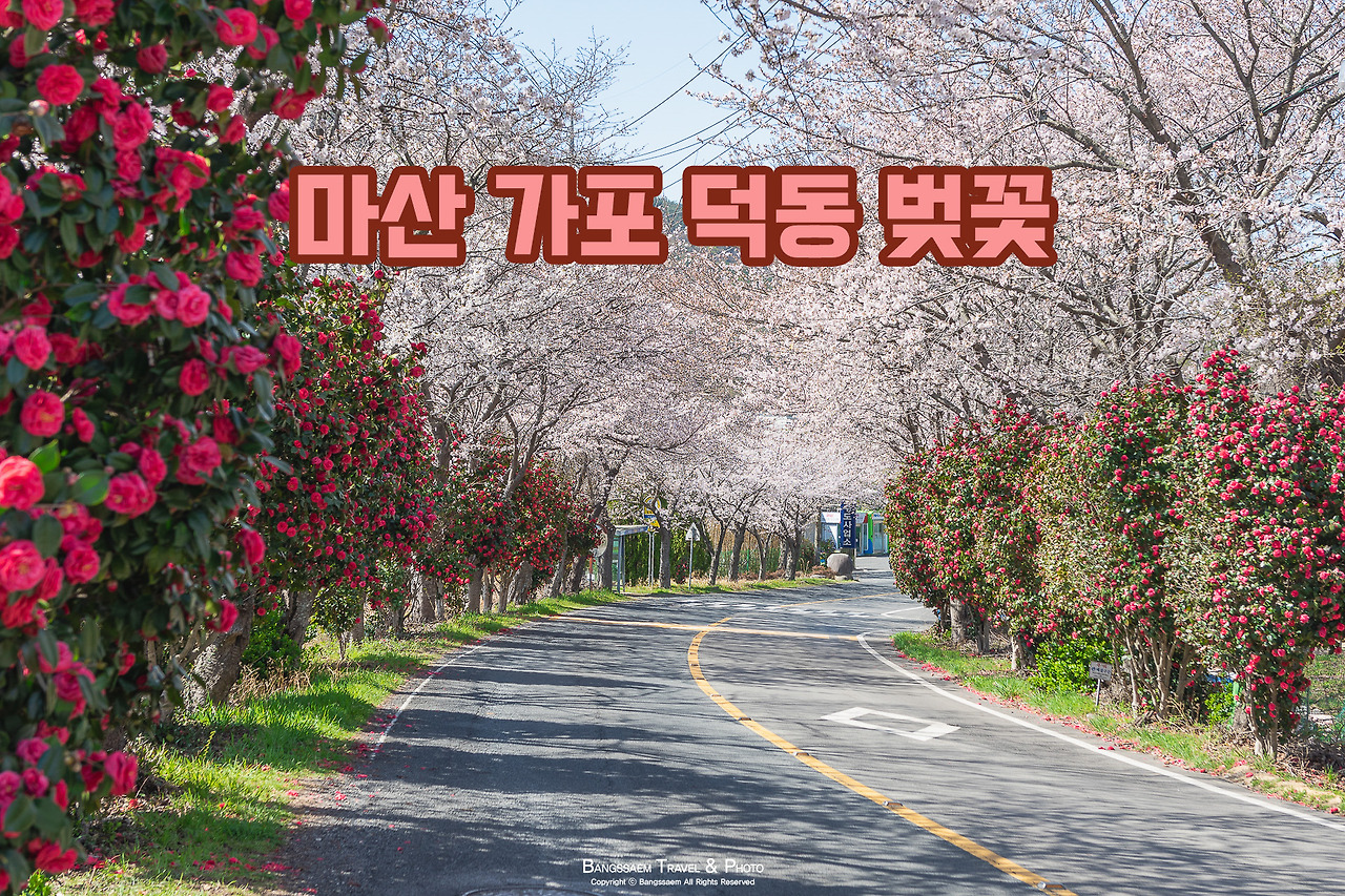 마산 가포 덕동 벚꽃길 벚꽃 동백꽃의 조화가 환상이다 벚꽃명소 추천