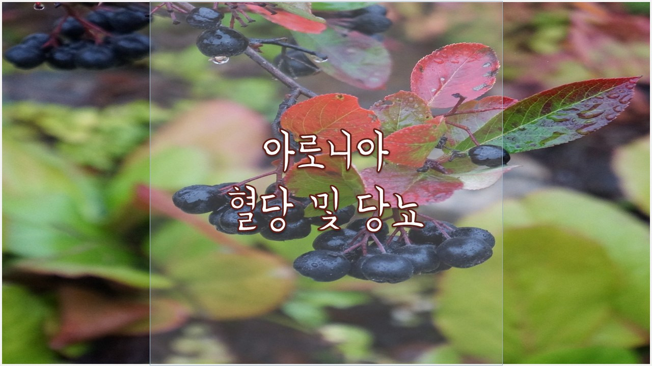 당뇨 아로니아 혈당지수당지수 당부하지수 Gi Gl 효능 효과