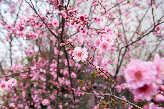 2025 광양 매화축제 일정 And 개화 시기 총정리 🌸