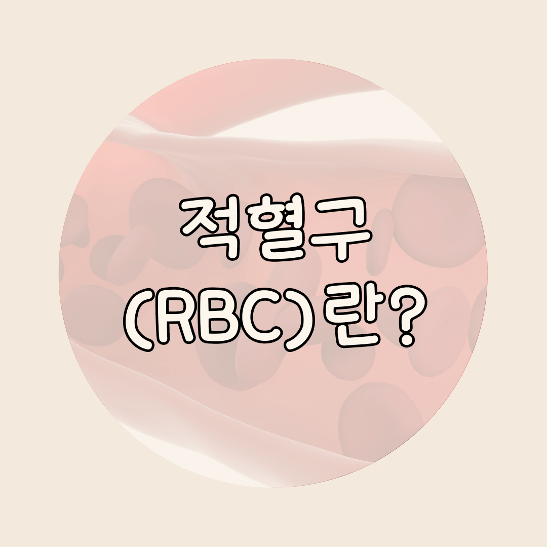 적혈구 Rbc 수치 높으면 낮으면 정상수치 알아보기