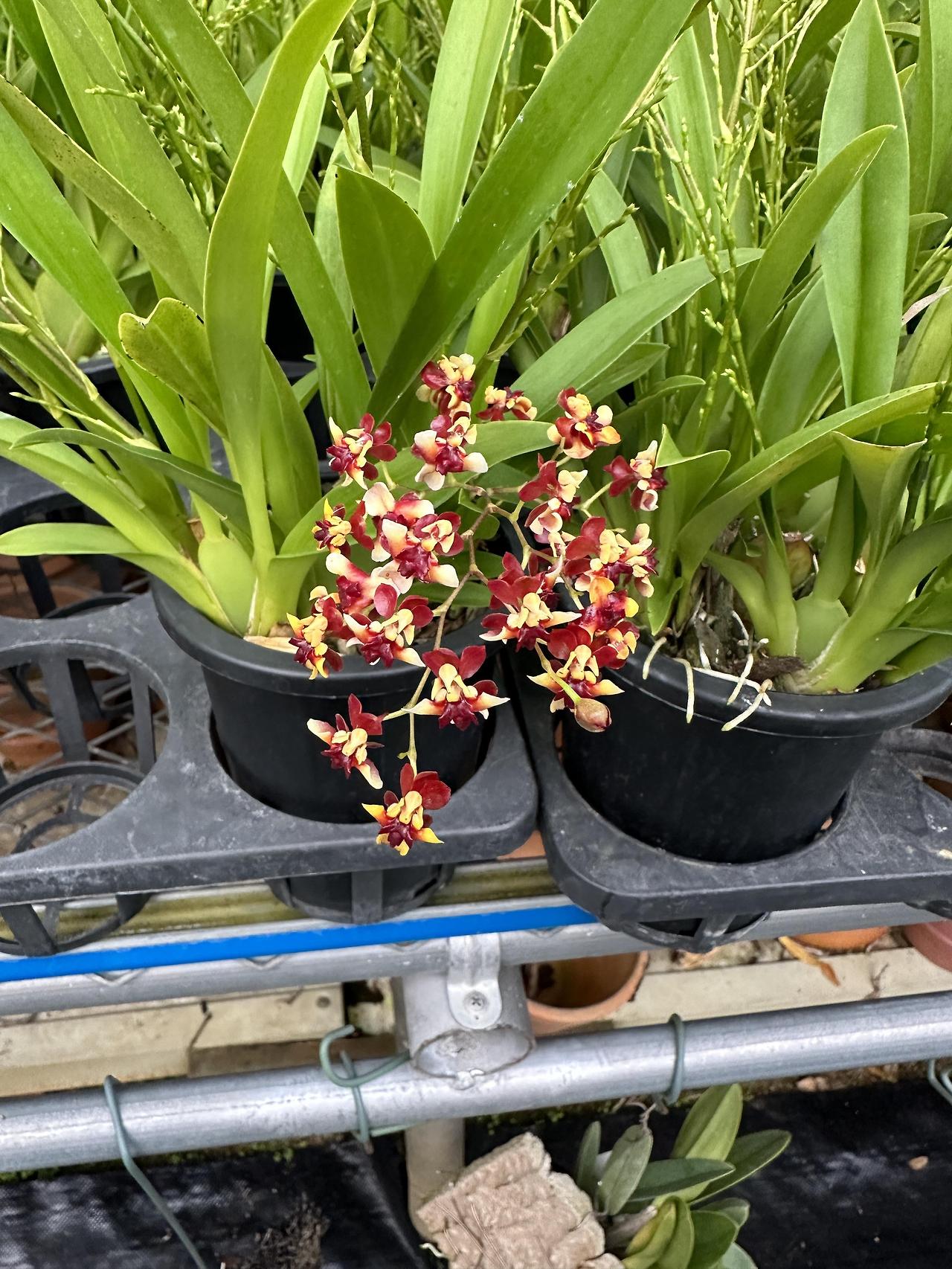 온시디움 골드 더스트 치앙티 하비비(Oncidium Gold Dust 'Chian-Tzy Habibi'