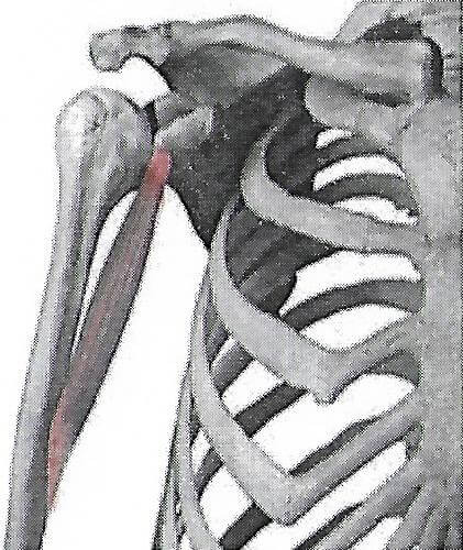 부리위팔근오훼완근 Coracobrachialis의 부착부위와 작용 건강한 생활