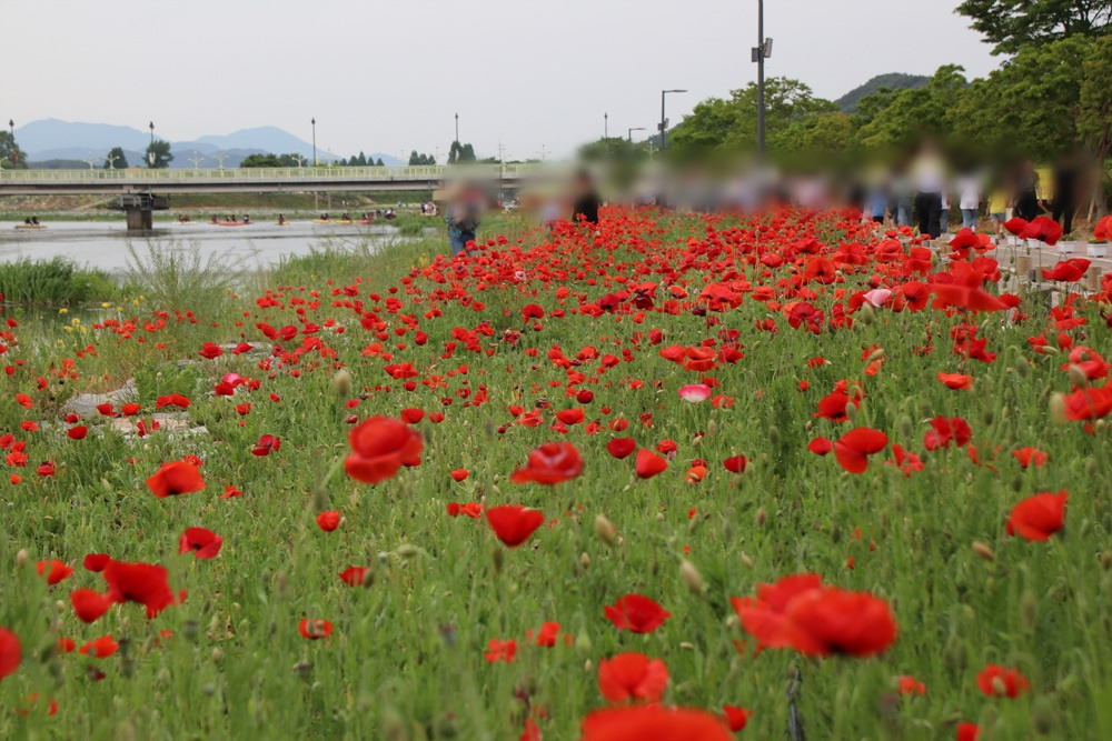 장성 황룡강 홍길동무 꽃길 축제 꽃양귀비 물결로 가득 데이트 장소