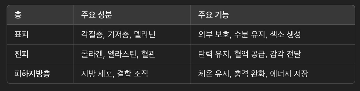 피부의 구조와 기능 표피 진피 피하지방층 완벽 정리