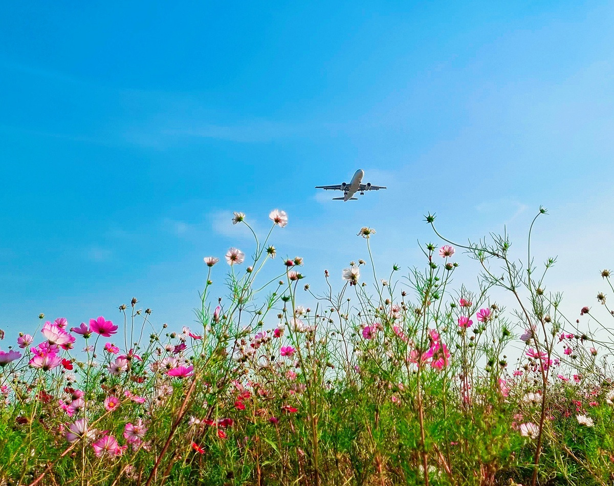 인천 영종도 가볼만한 곳 인천공항 하늘정원 코스모스 꽃밭 위로 날아가는 비행기