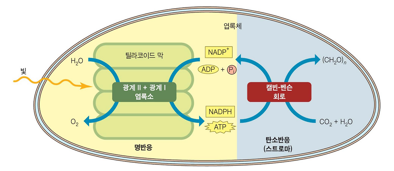 식물보호기사 및 농업 관련 공무원 필수 이론 식물 생리학 핵심 이론 요점 요약 정리 6 광합성탄소반응 암반응