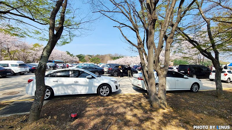 4년만에 개방된 비밀의 진주 벚꽃 명소 경남 진주 금산 공군교육사령부 벚꽃놀이 Feat 블랙이글스 에어쇼