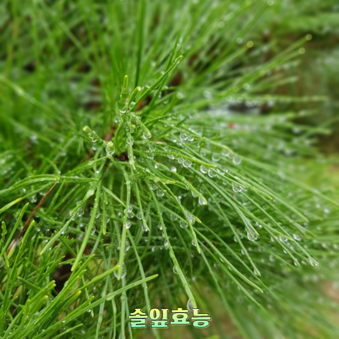 솔잎의 효능 영양성분 먹는방법 부작용