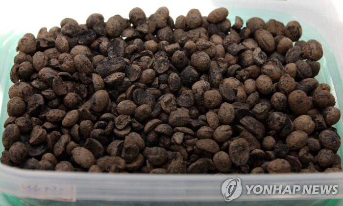콩대두의 기원 한국 알고 먹어요