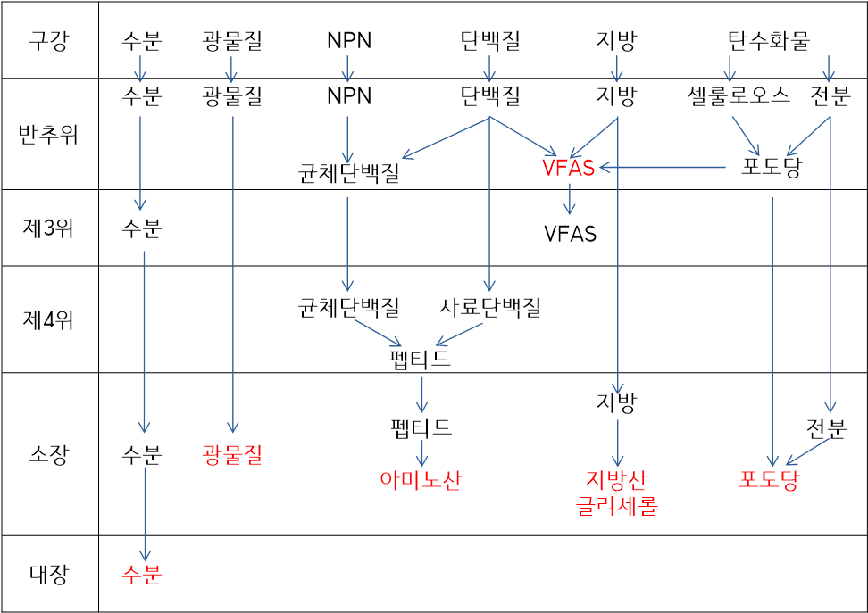 가축사양학 정리8 영양소의 소화와 흡수