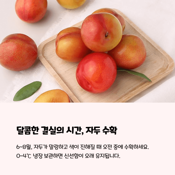 자두나무 키우기 종류 가지치기 방법 약치는 시기병충해 묘목 심기 꽃 수확시기
