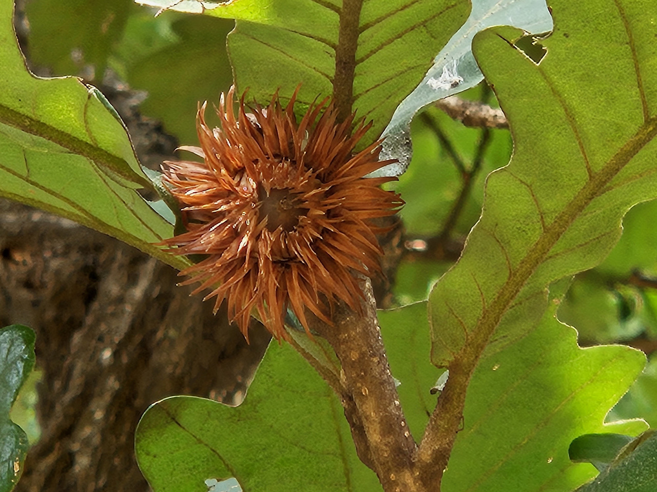 떡갈나무 (Korean oak)